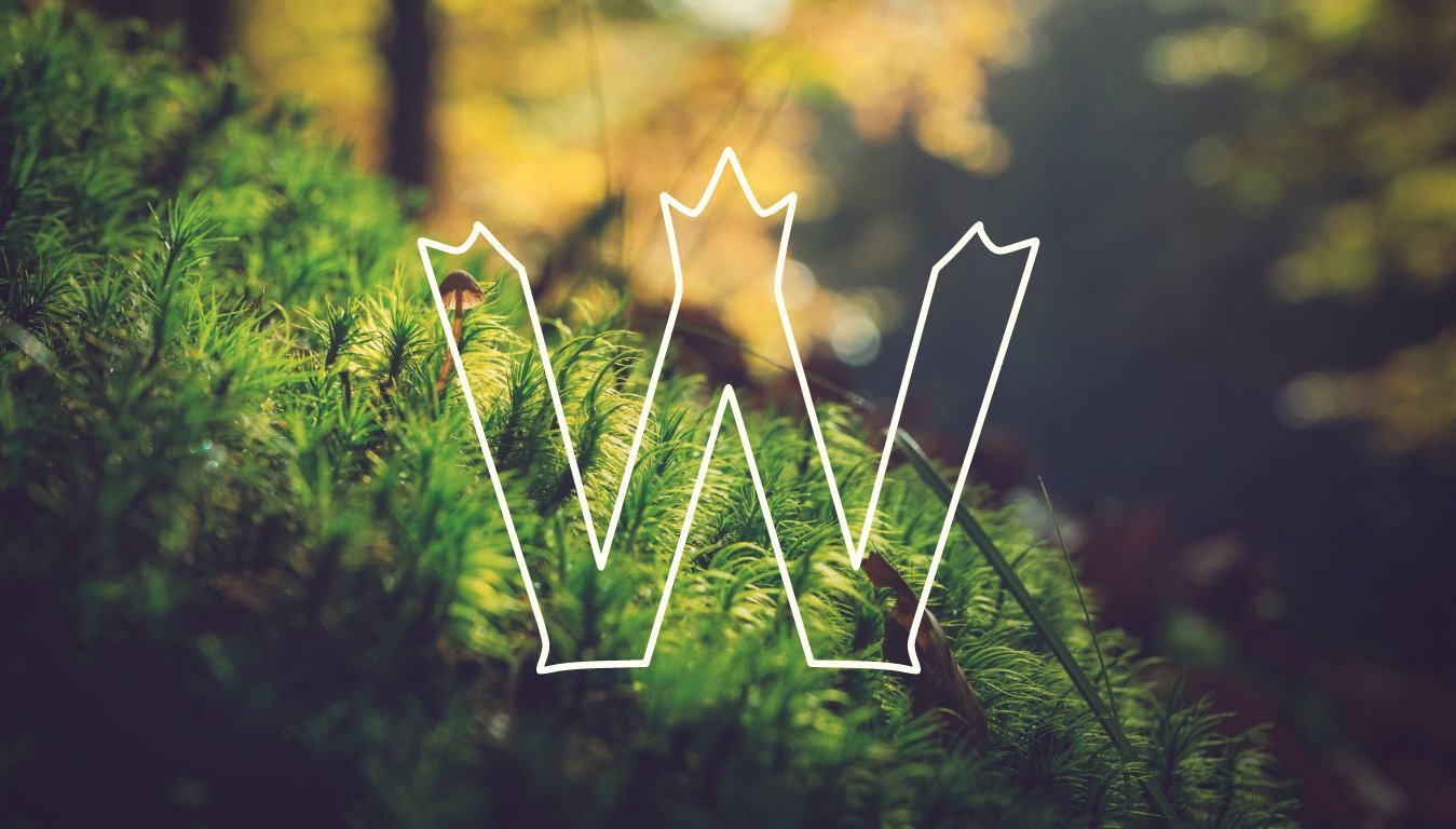 The Wise Bunch - Original Projects for a World Wise Web